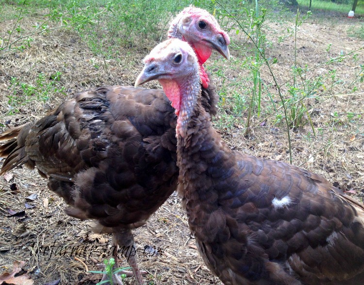 Raising Heritage Breed Chocolate Turkeys - Backyard Poultry